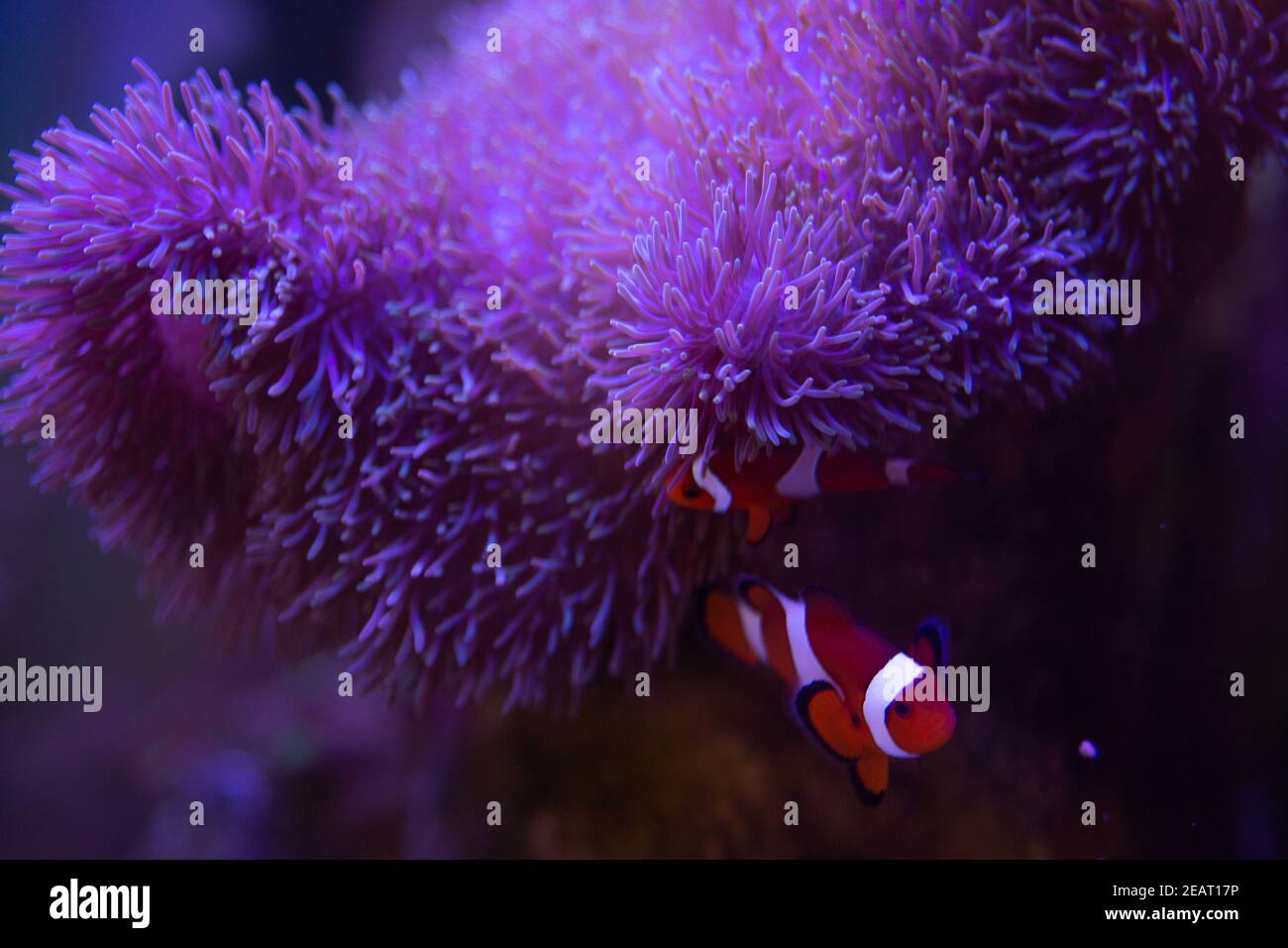 Anemone fish with anemone,Sea anemone and clown fish in marine aquarium ...