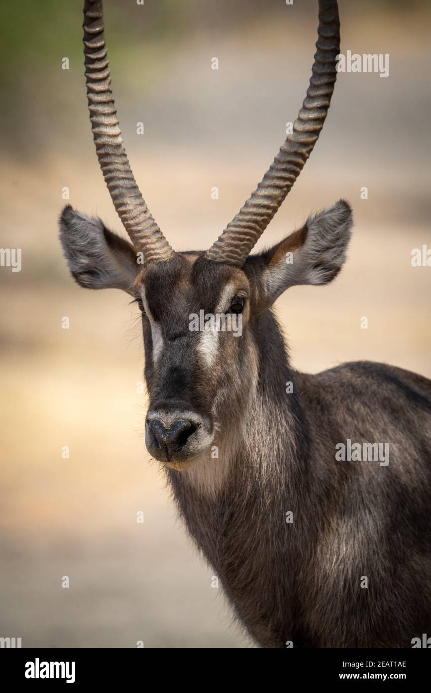Close-up of male common waterbuck watching camera Stock Photo - Alamy