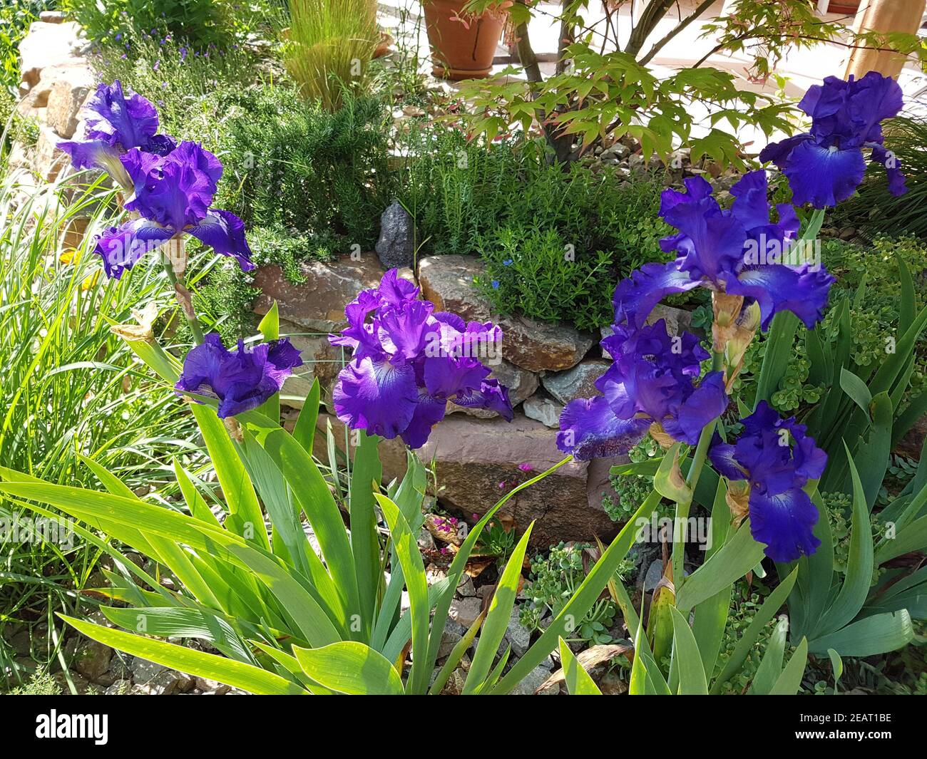 Schwertlilie, Iris Barbata-Elatior, Blue Rhythm Stock Photo - Alamy