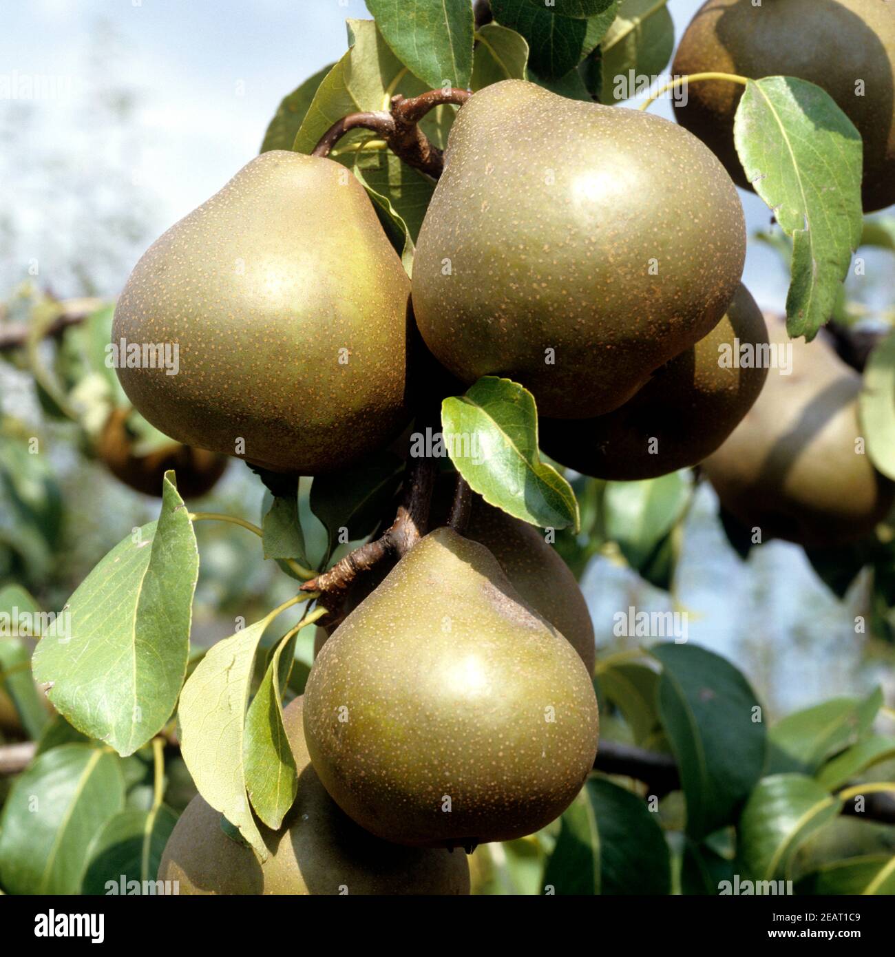 Birne hi-res stock photography and images - Alamy