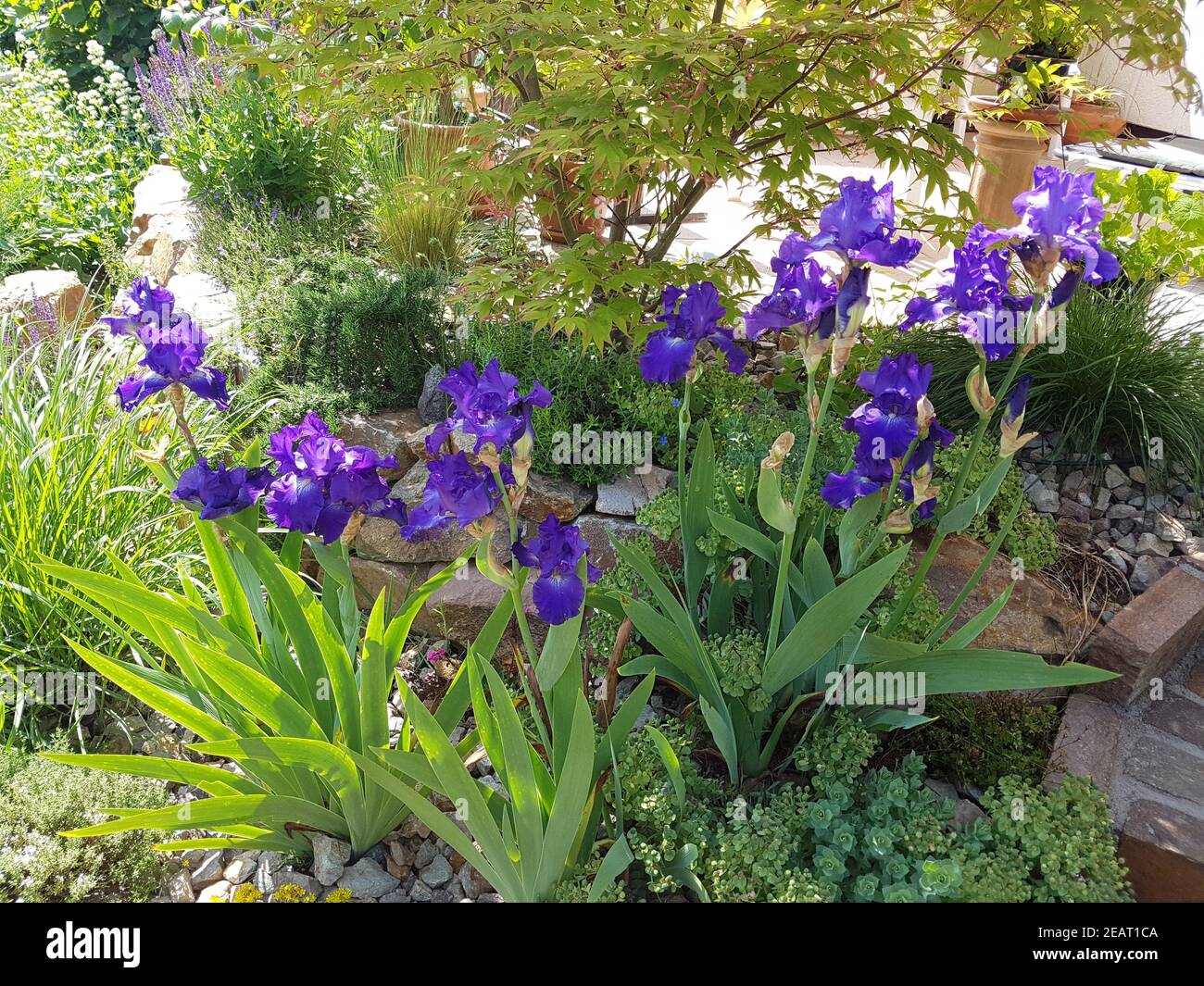 Iris Barbata Elatior High Resolution Stock Photography and Images - Alamy