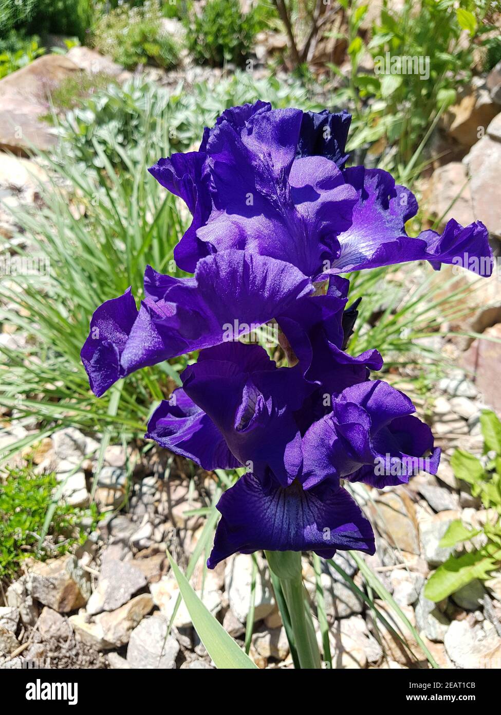 Schwertlilie, Iris Barbata-Elatior, Blue Rhythm Stock Photo - Alamy