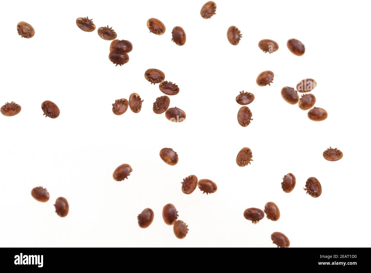 Parasit parasiten hi-res stock photography and images - Alamy