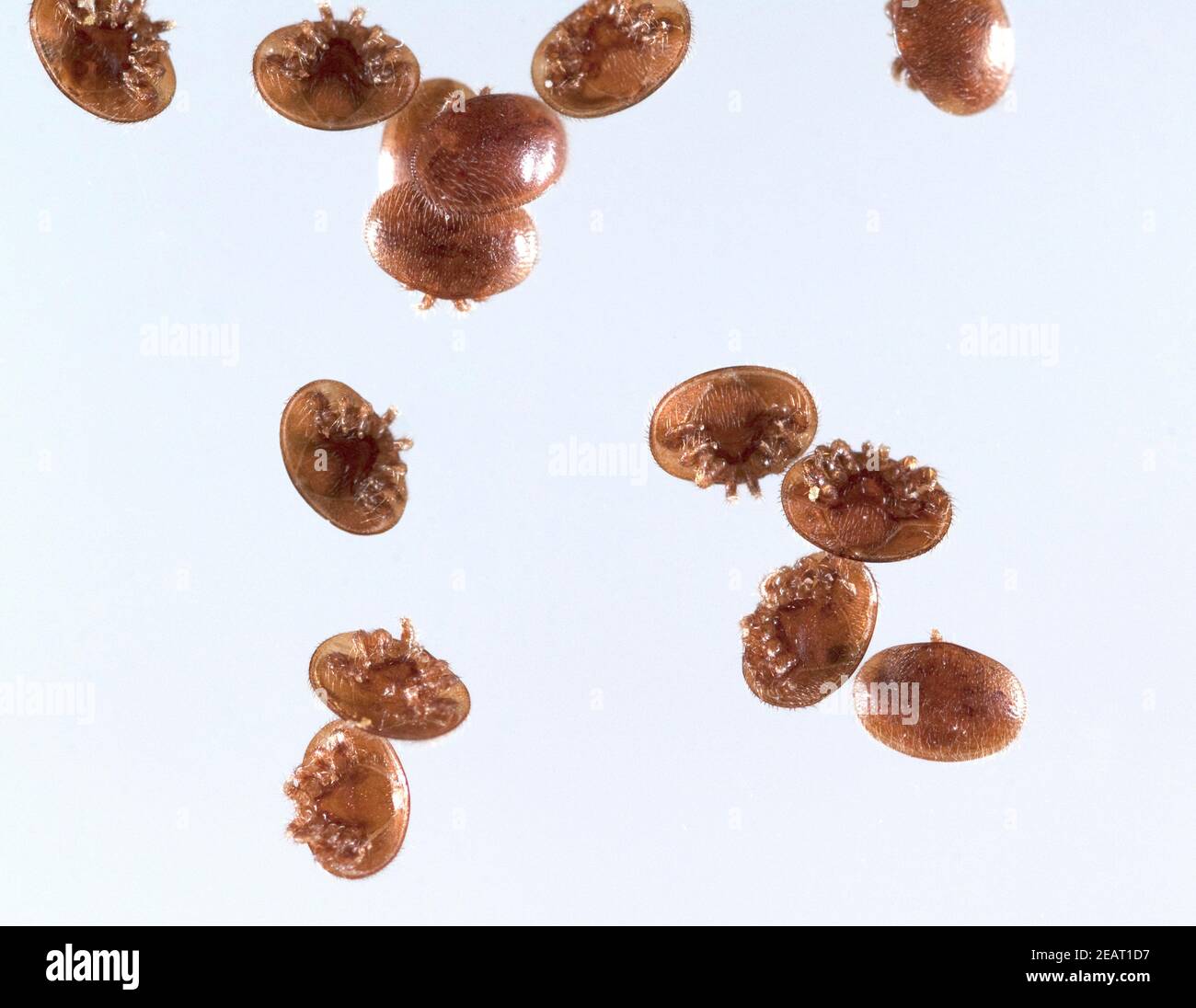 Varroa Destructor Varroa Mite High Resolution Stock Photography and ...