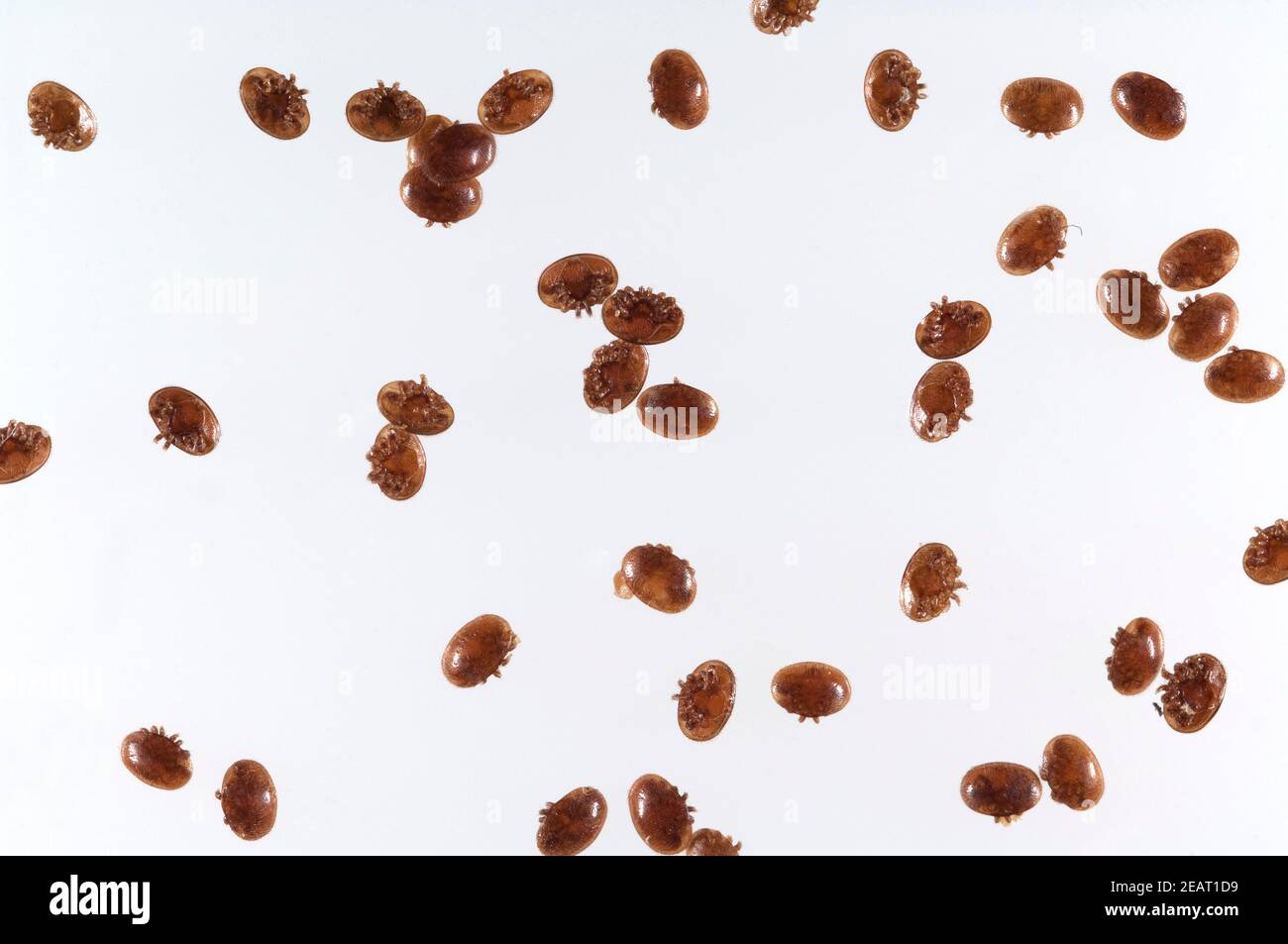 Varroamilbe, Varroa, destructor Stock Photo - Alamy