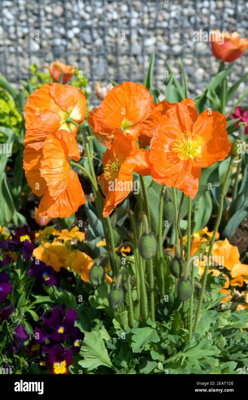 Islaendischer Mohn Pulchinella Orange Stock Photo - Alamy