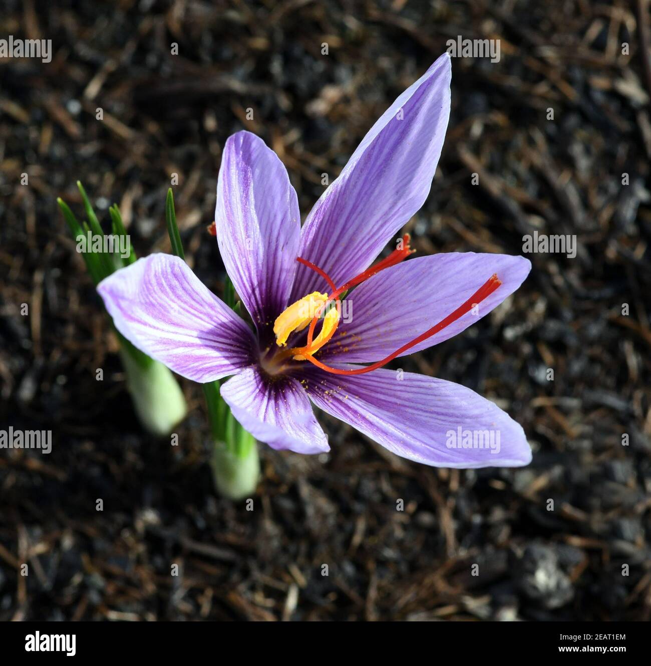 Safran, Crocus sativus, Heilpflanze Stock Photo - Alamy