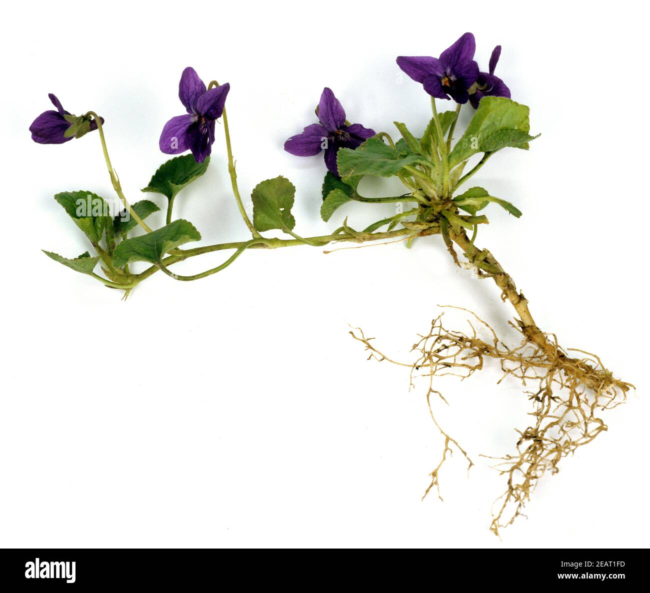 Veilchen, Duftveilchen, Viola odorata Stock Photo - Alamy