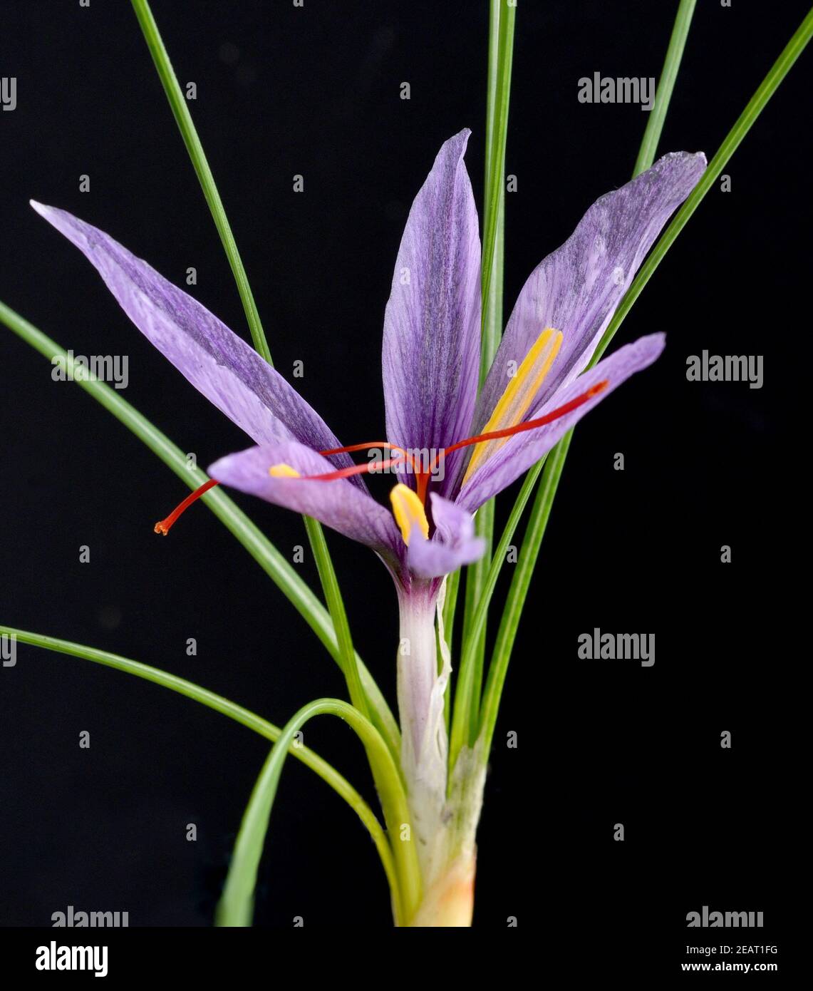 Safran, Crocus sativus, Heilpflanze Stock Photo - Alamy