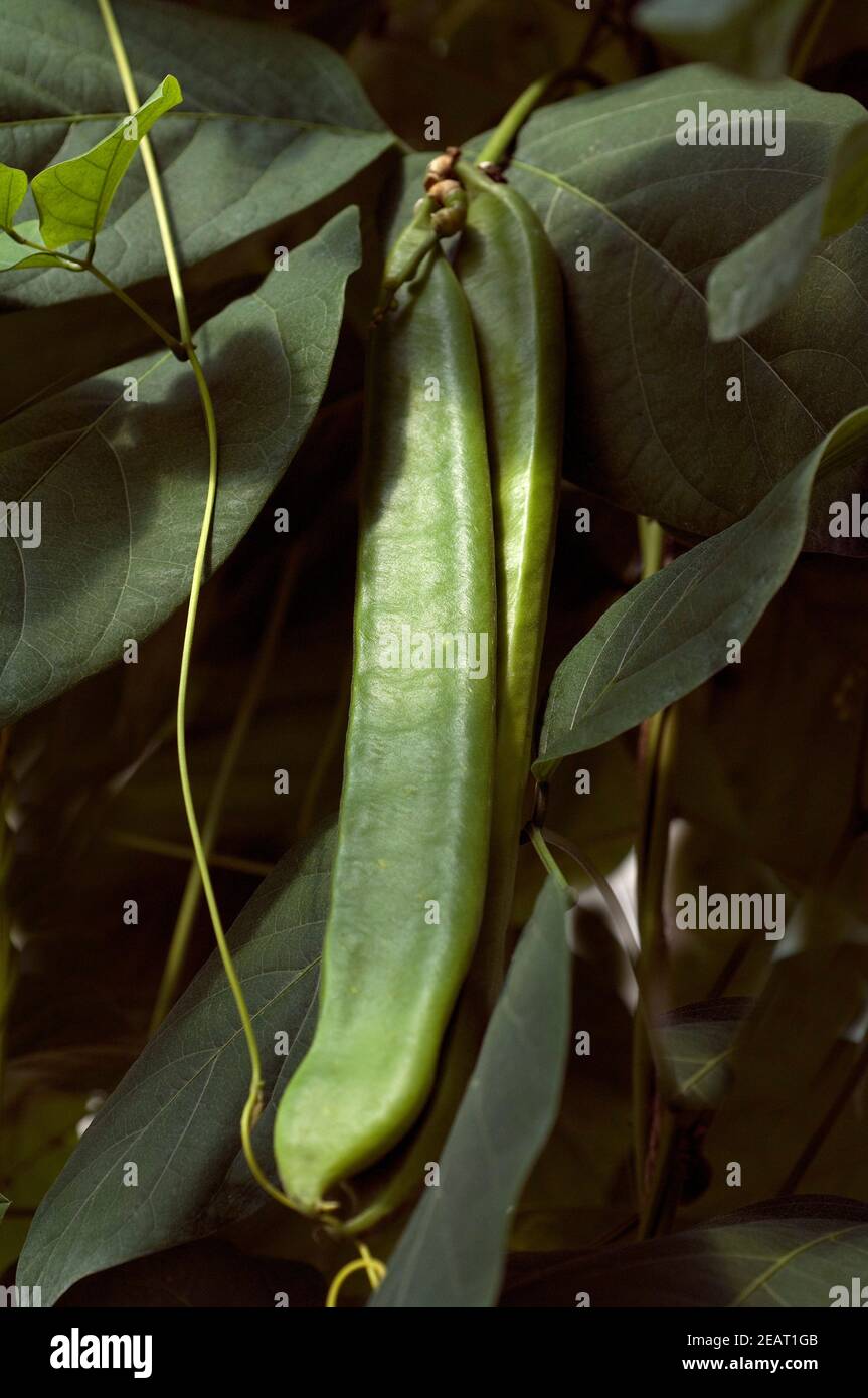 Canavalia Ensiformis