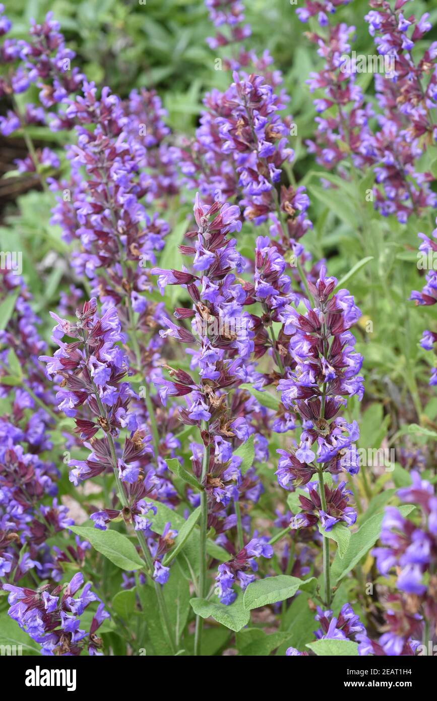 Salbei, Salvia officinalis Stock Photo - Alamy