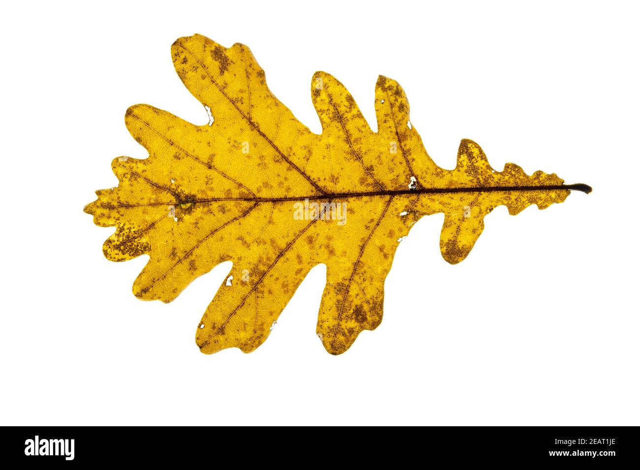 Fallen oak leaf beginning to decay on white background Stock Photo - Alamy