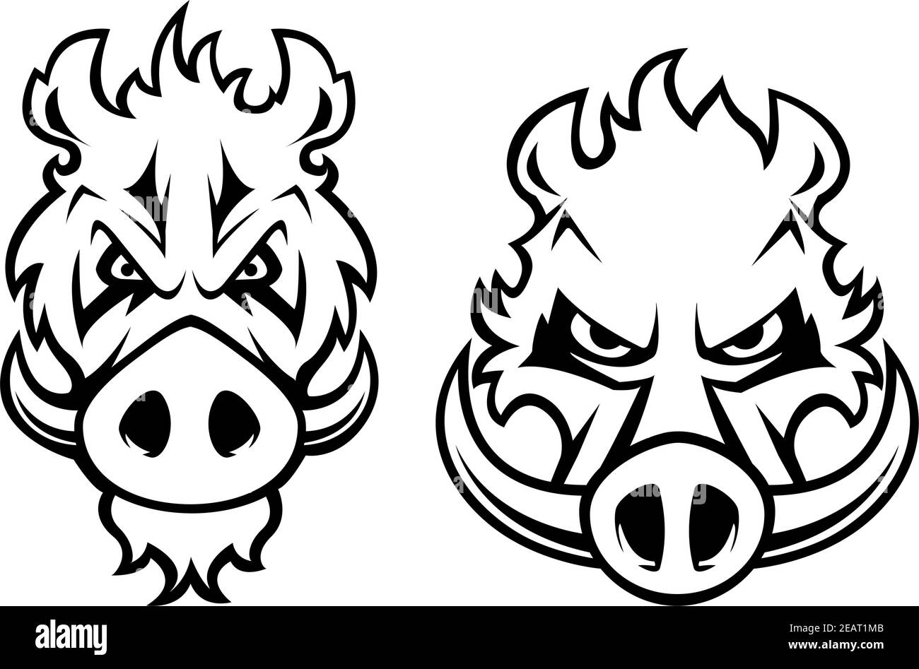 Wild boar heads with aggressive grin and big fangs isolated on white ...