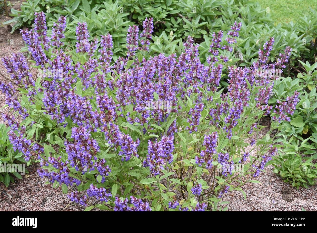 Salvia culinaria hi-res stock photography and images - Alamy