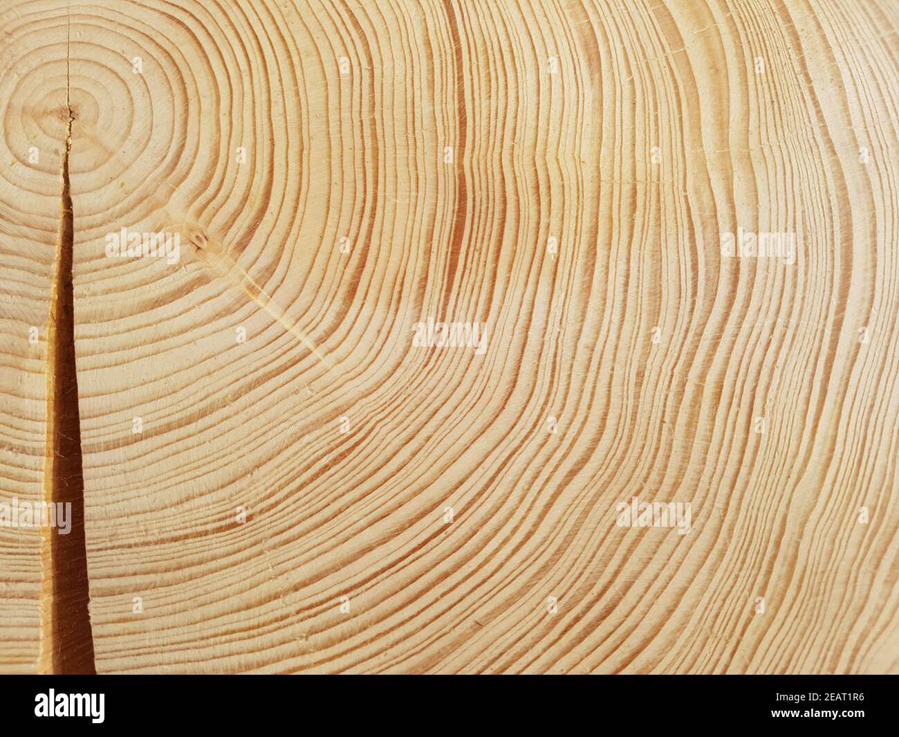 Jahresringe Fichte Picea Stock Photo - Alamy