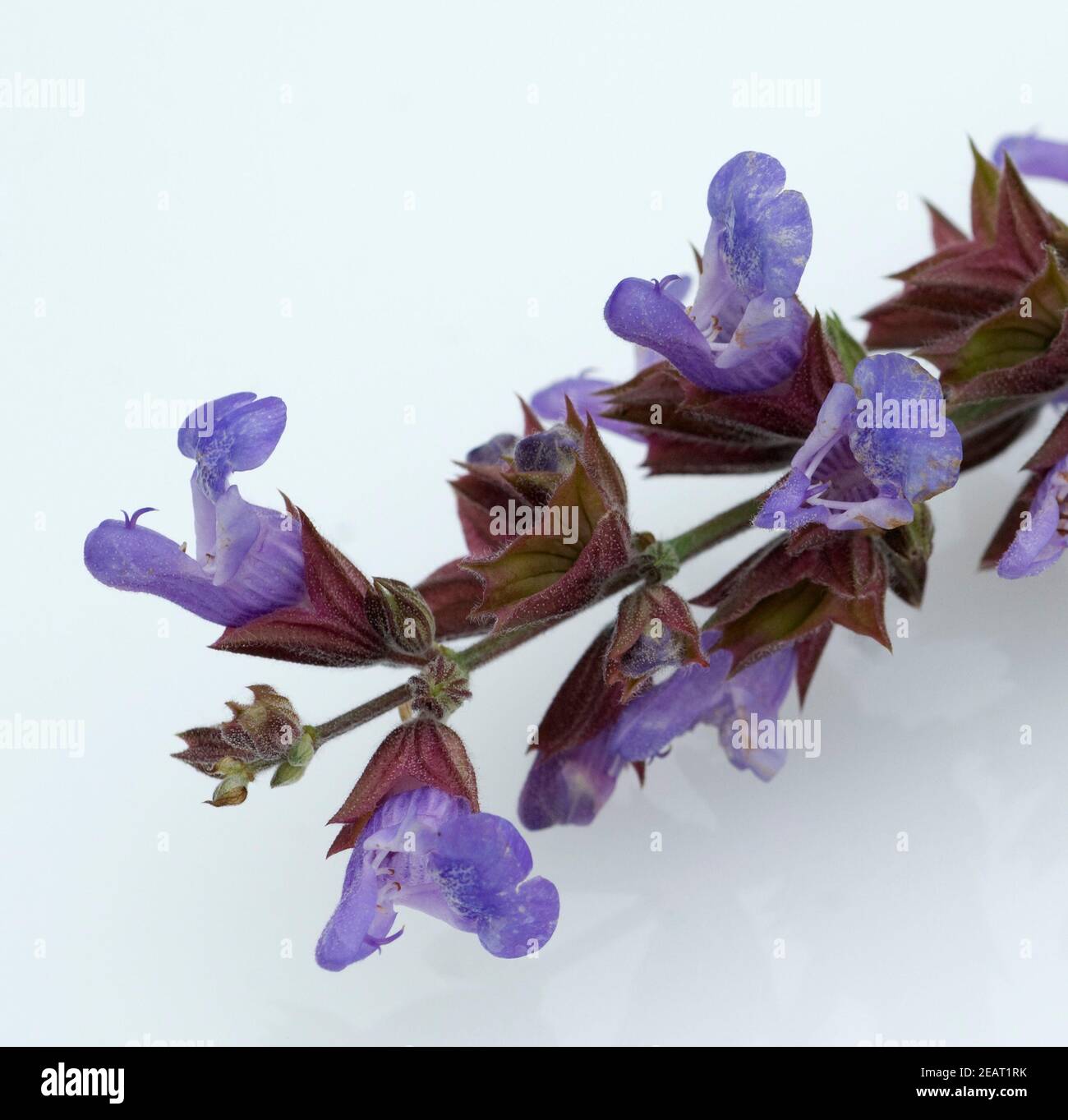 Salbei, Salvia officinalis Stock Photo - Alamy