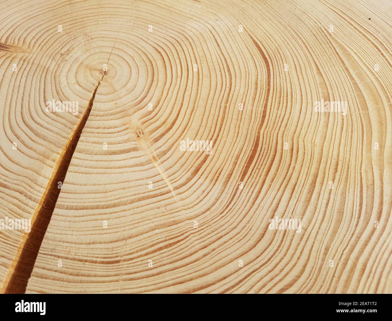 Jahresringe Fichte Picea Stock Photo - Alamy