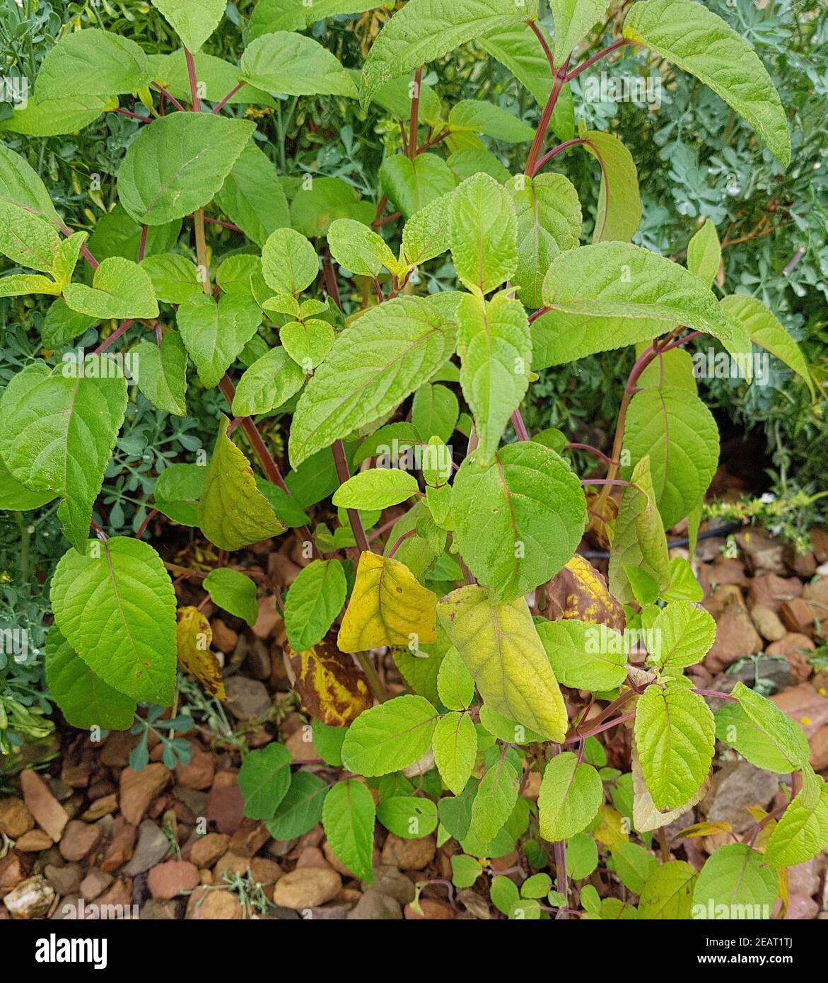 Salbei tea hi-res stock photography and images - Alamy