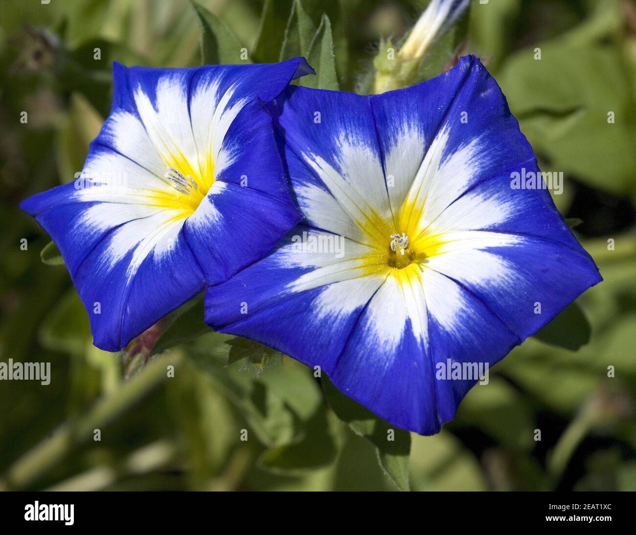 Winde blumen hi-res stock photography and images - Alamy