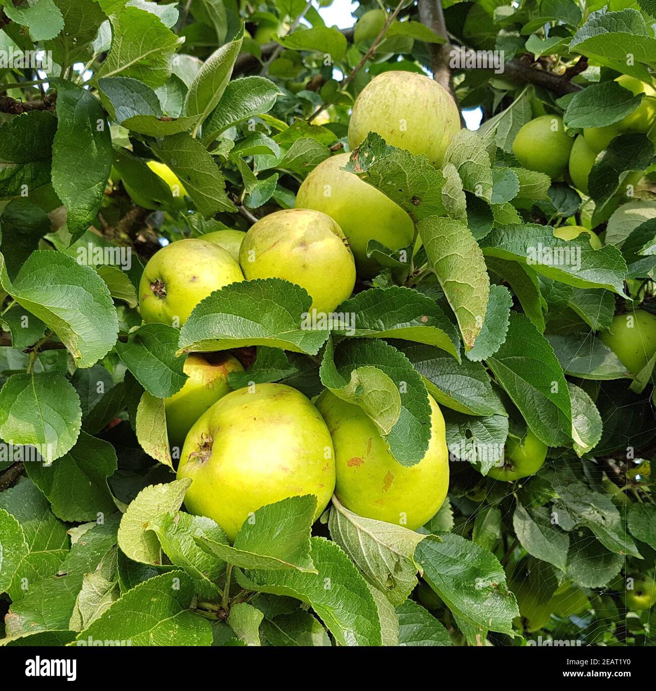 Jacob Label, Apfel, Malus, domestica, Alte Apfelsorten Stock Photo - Alamy