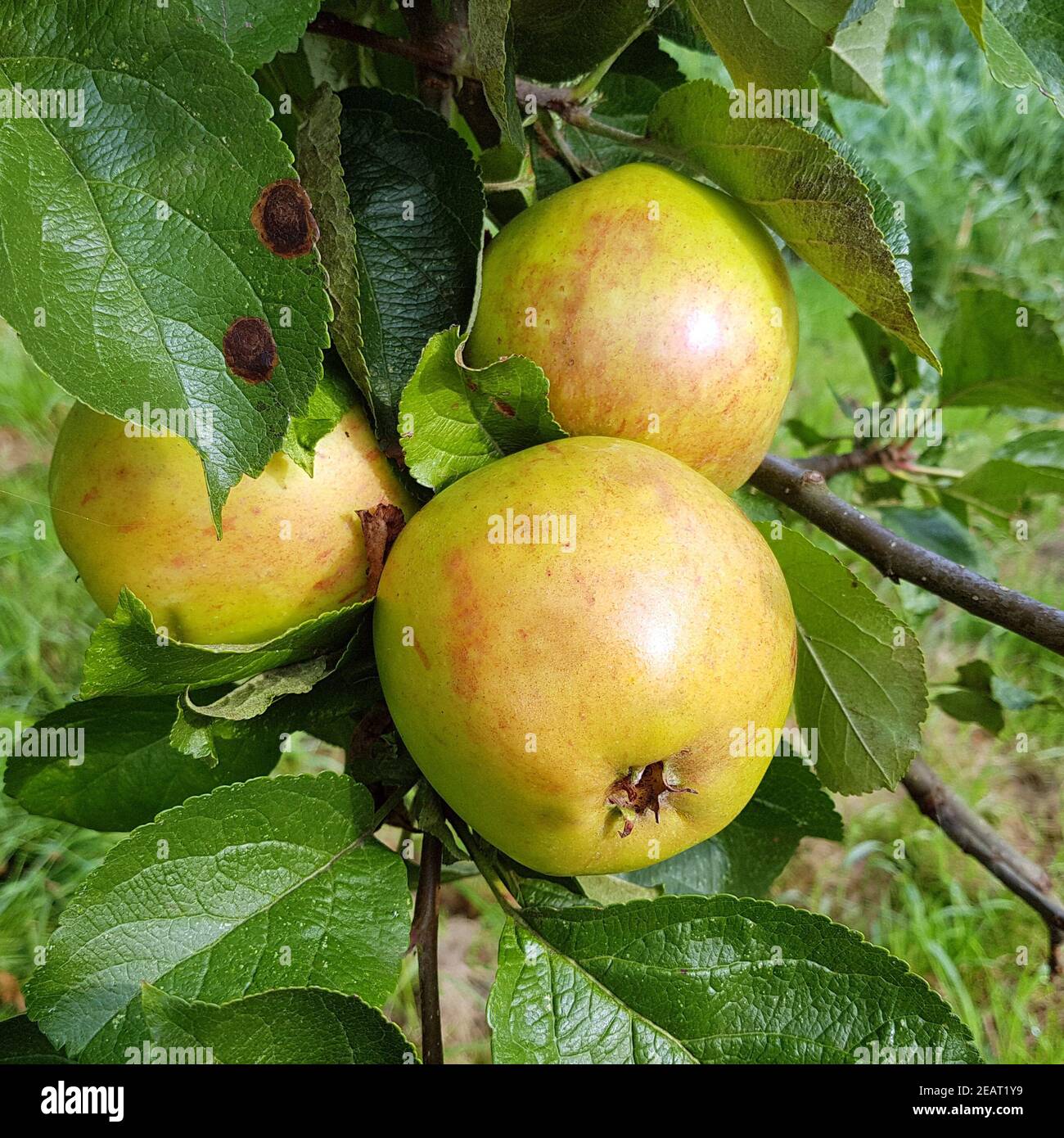 Jacob Label, Apfel, Malus, domestica, Alte Apfelsorten Stock Photo - Alamy