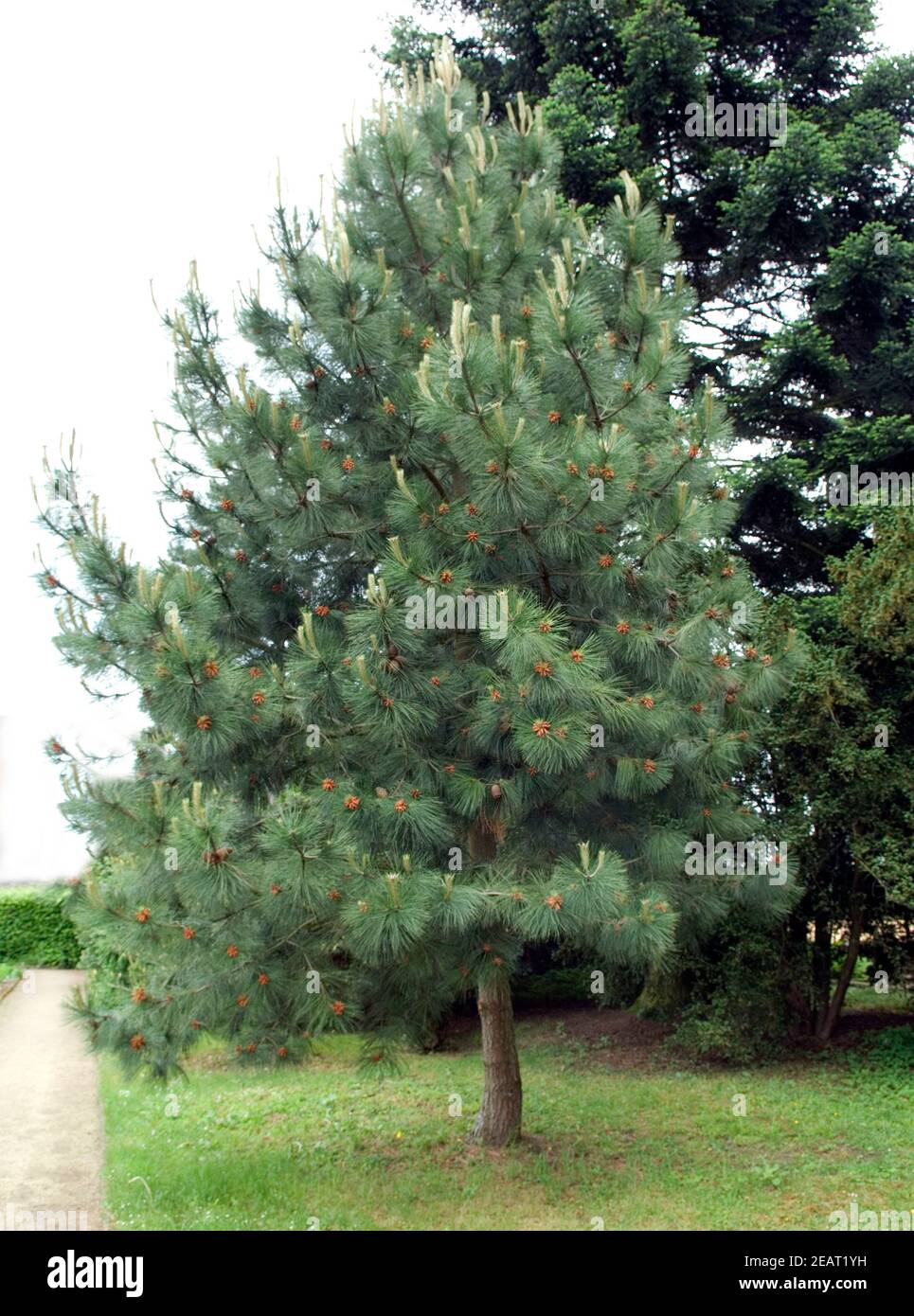 Kiefern Wald High Resolution Stock Photography and Images - Alamy