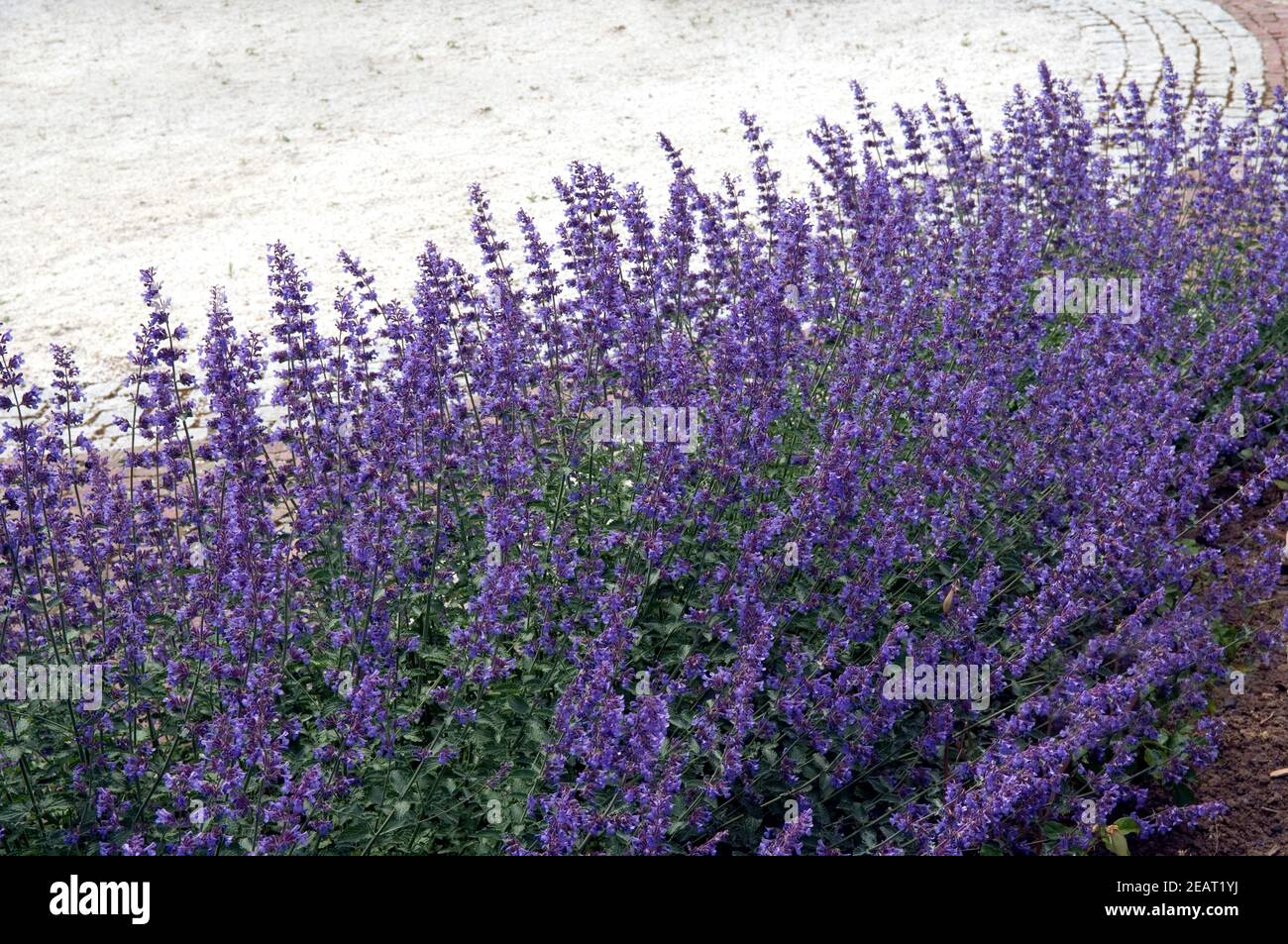 Salbei; Salvia officinalis Stock Photo - Alamy