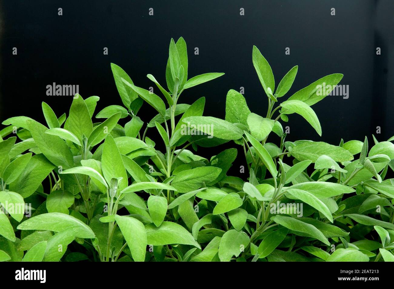 Salbei, Salvia officinalis Stock Photo - Alamy