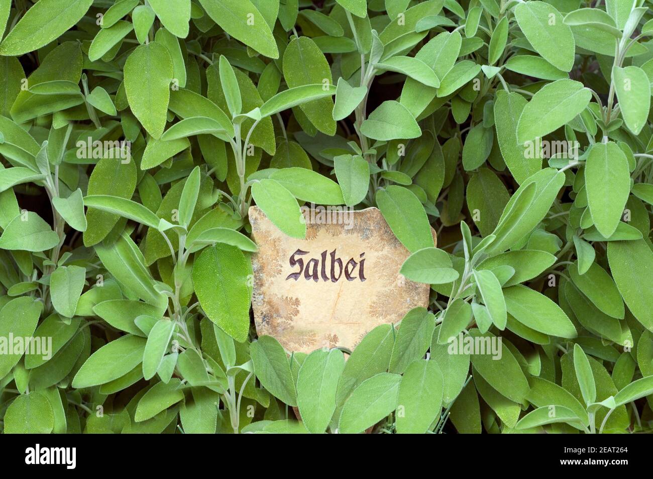 Salbei Salvia officinalis Stock Photo - Alamy