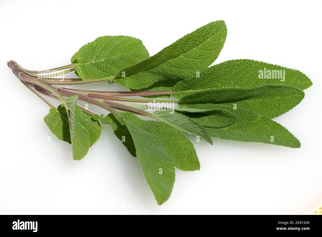 Salbei; Salvia officinalis Stock Photo - Alamy