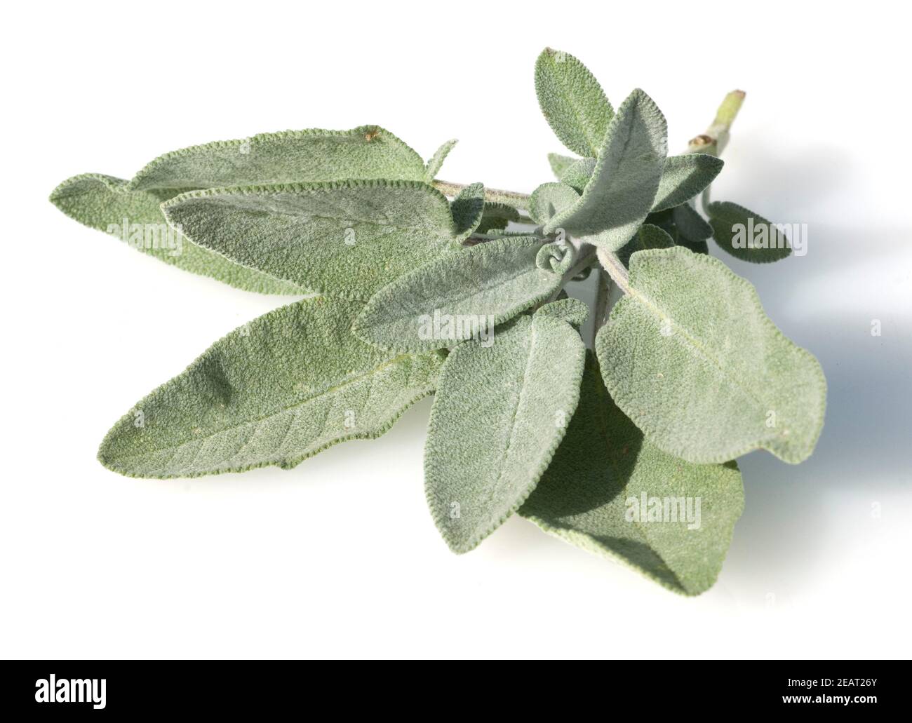 Salbei, Salvia officinalis Stock Photo - Alamy