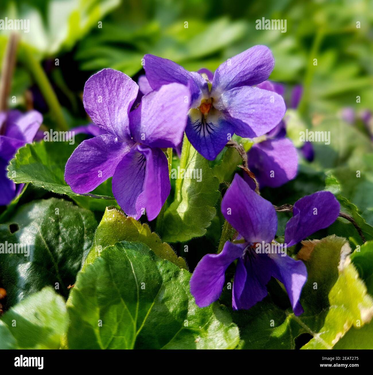 Duftveilchen, Viola, odorata Stock Photo - Alamy