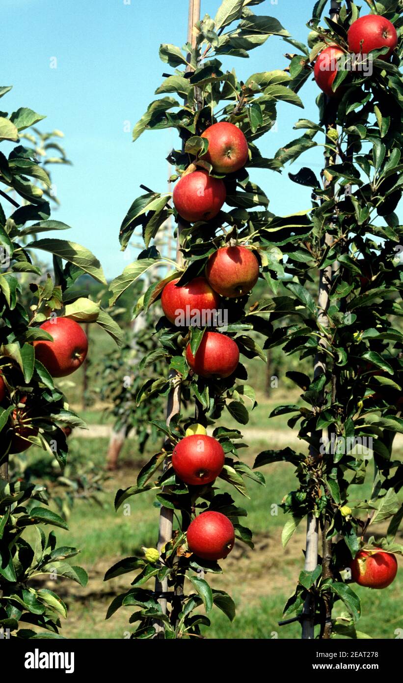 Roter apfelbaum hi-res stock photography and images - Alamy