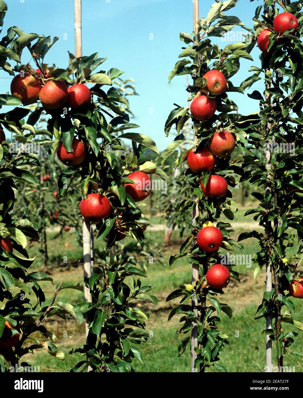 Roter Jonagold, Apfel Stock Photo - Alamy