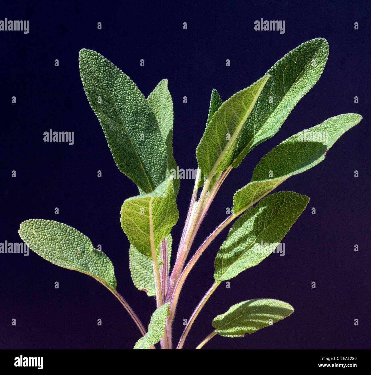 Salbei; Salvia officinalis Stock Photo - Alamy