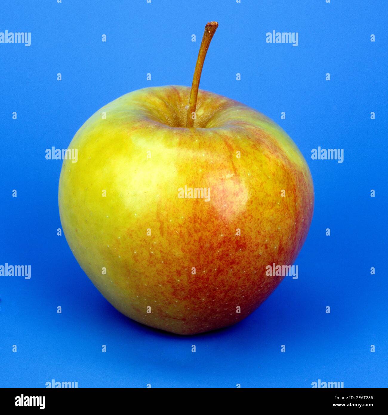 Jonagold Schneider Apfel Stock Photo - Alamy