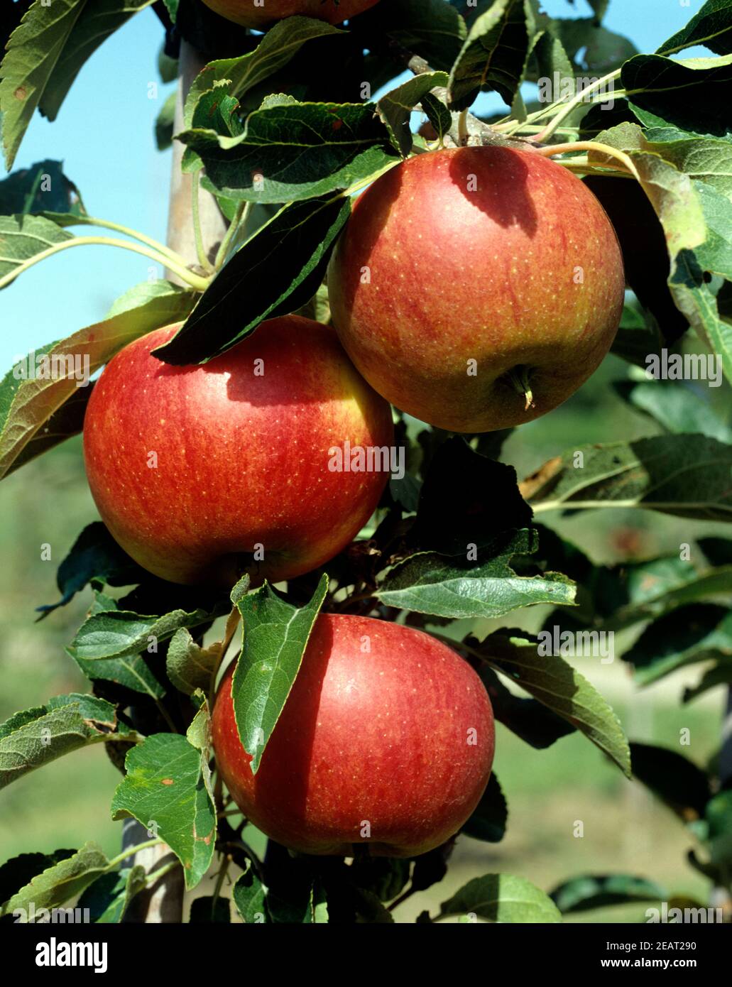 Roter apfelbaum hi-res stock photography and images - Alamy