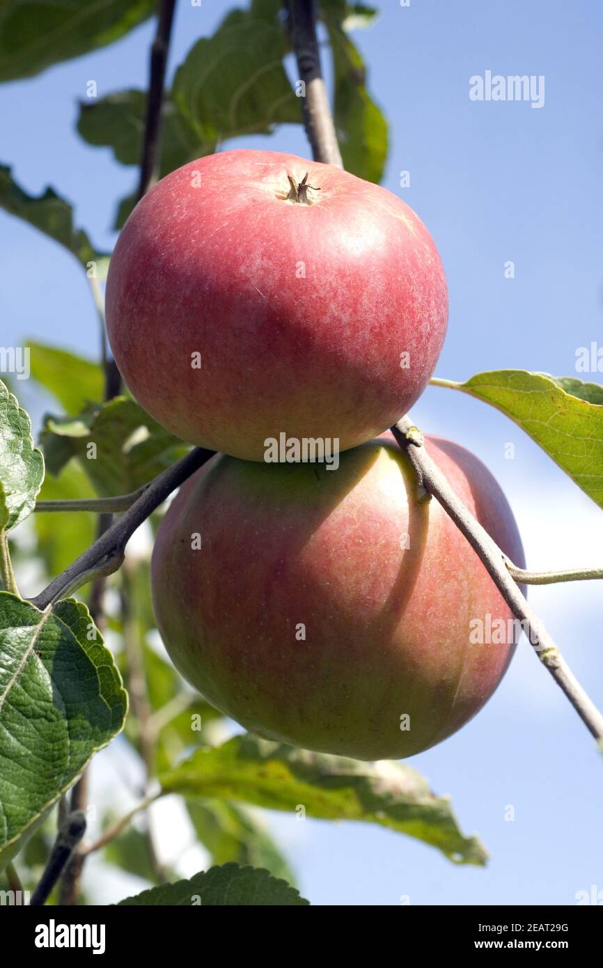 Early Blaze Apfel Stock Photo - Alamy