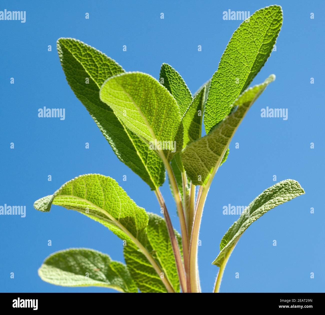 Salbei; Salvia officinalis Stock Photo - Alamy