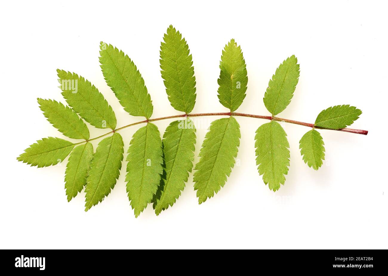 Eberesche, Vogelbeerbaum, Sorbus, aucuparia Stock Photo - Alamy