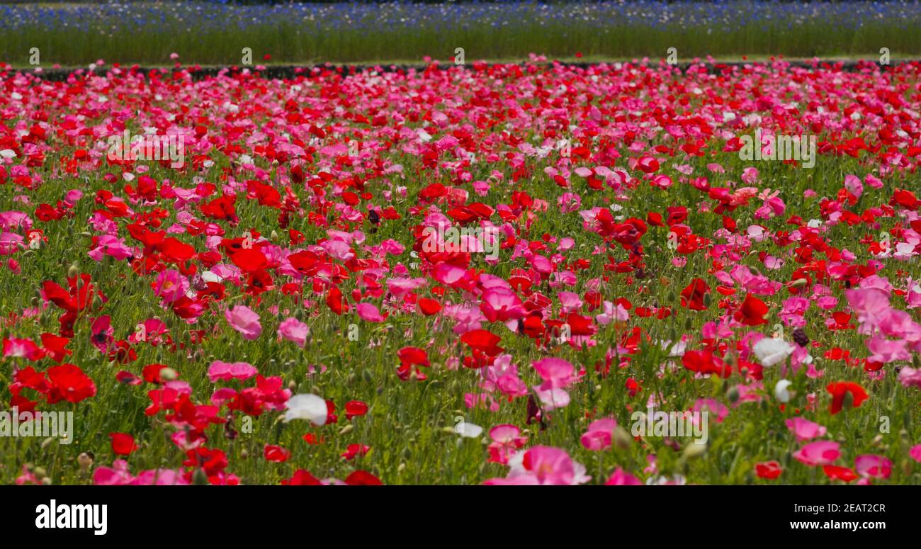 Beautiful Poppy flower garden park Stock Photo - Alamy