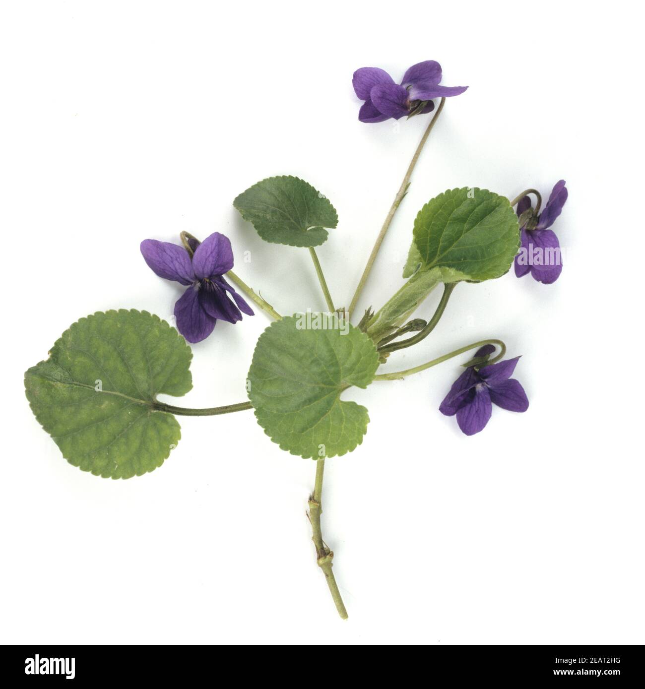 Blattda fte hi-res stock photography and images - Alamy