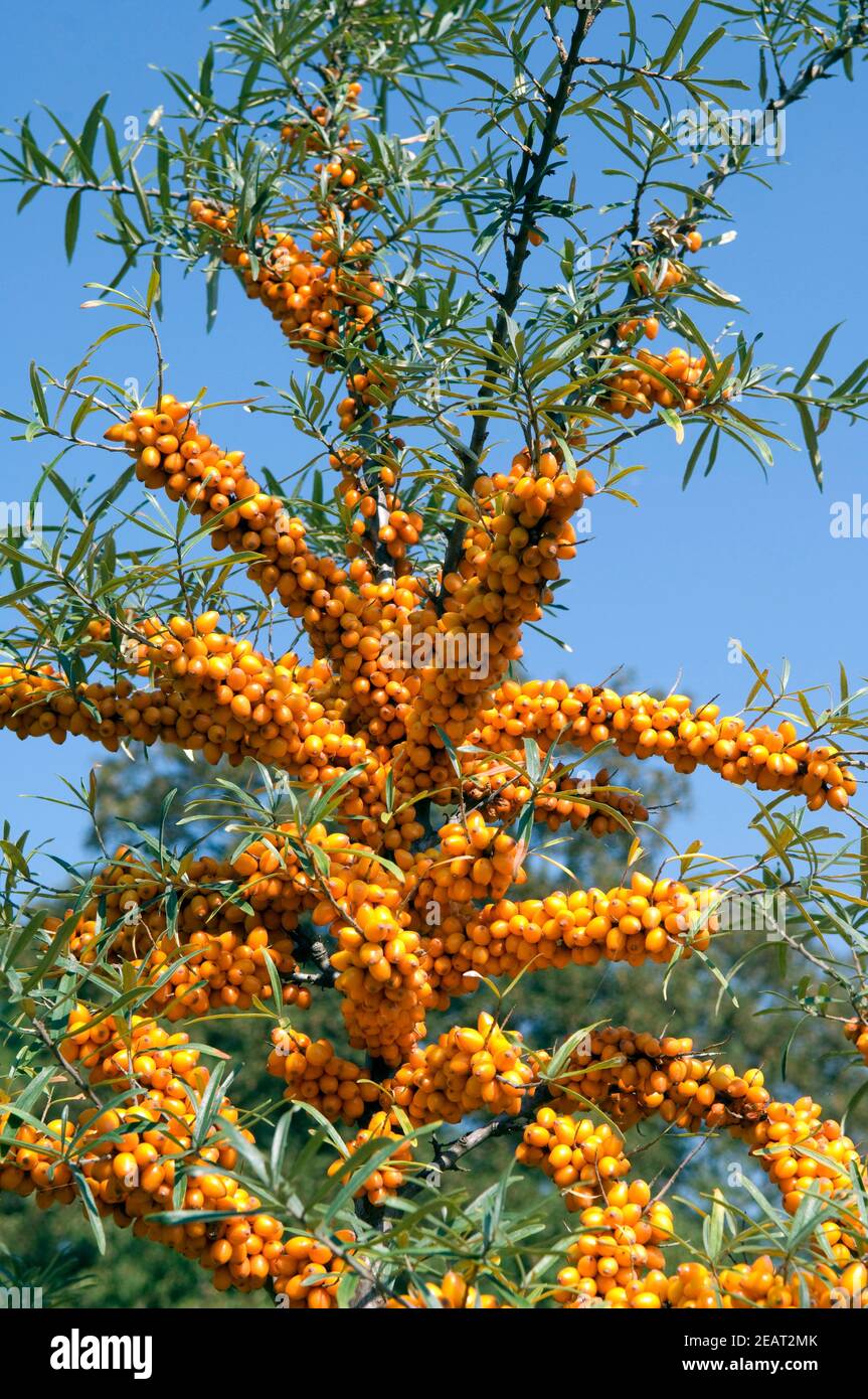 Sanddorn, Dorana, Hippophae rhamnoides Stock Photo - Alamy