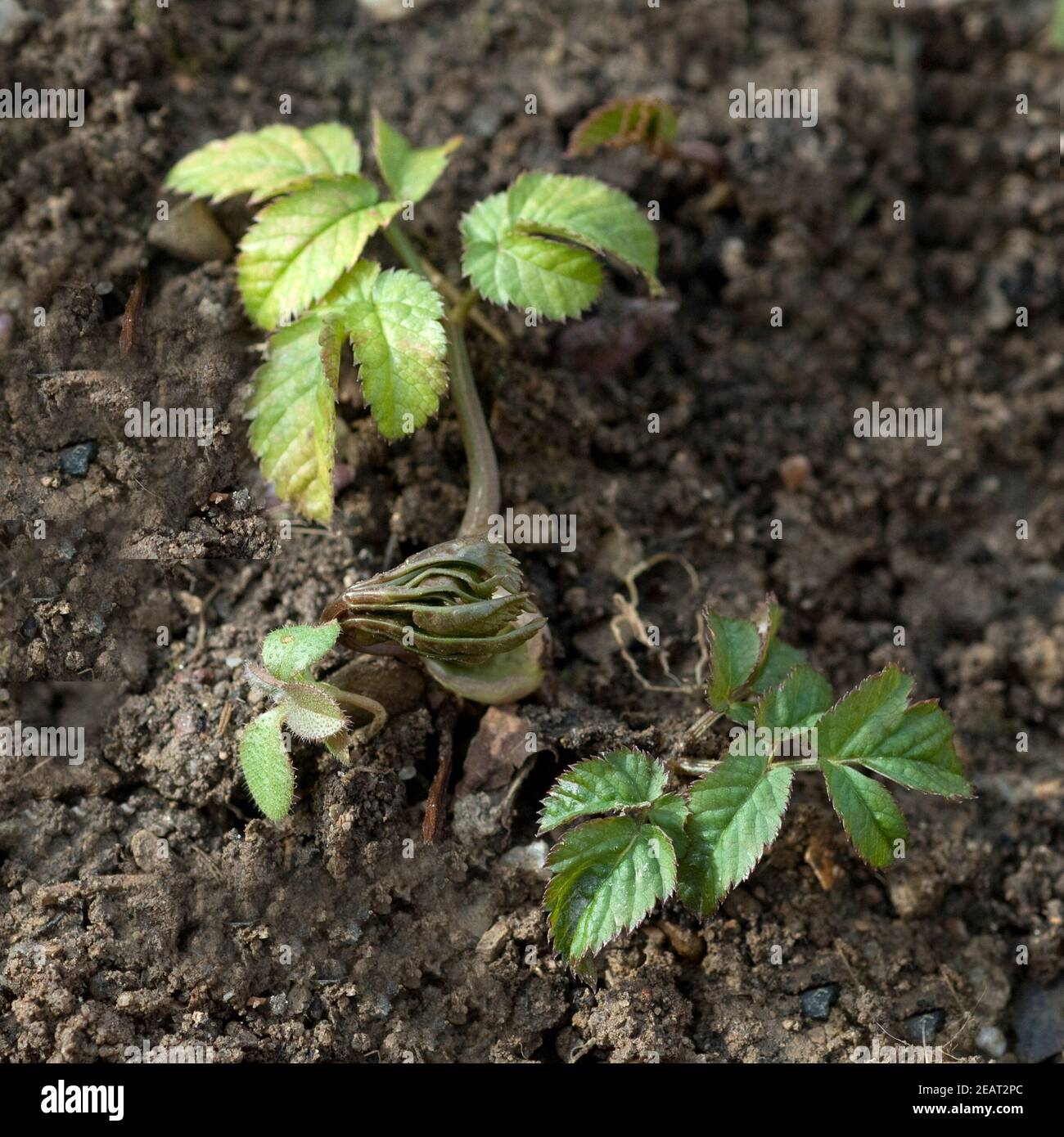 Giersch Aegopodium Podagraria Keimling, Sproessling Stock Photo - Alamy