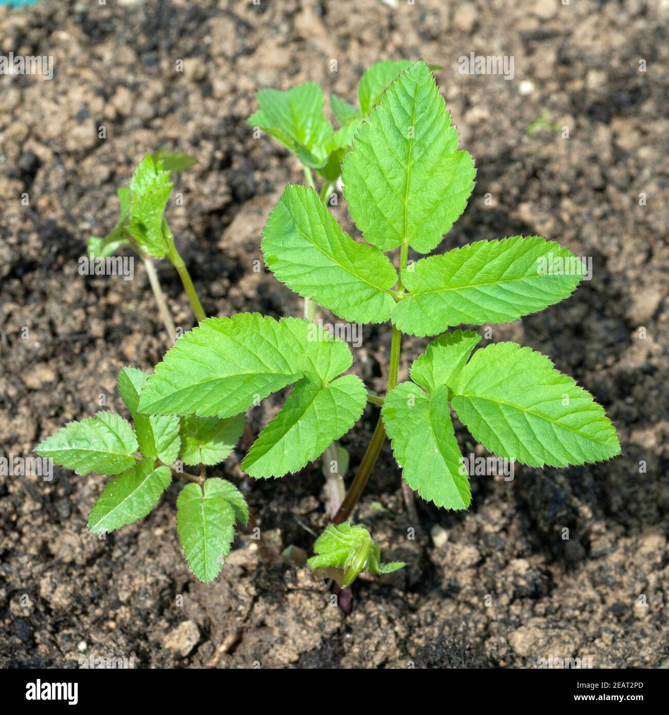 Giersch Aegopodium Podagraria Keimling, Sproessling Stock Photo - Alamy