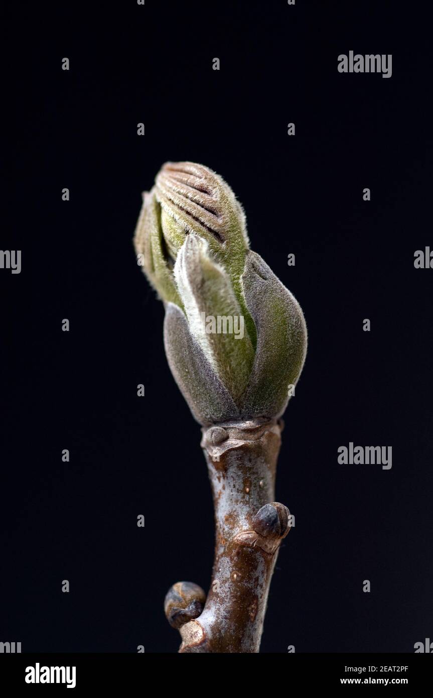 Junge knospen hi-res stock photography and images - Alamy