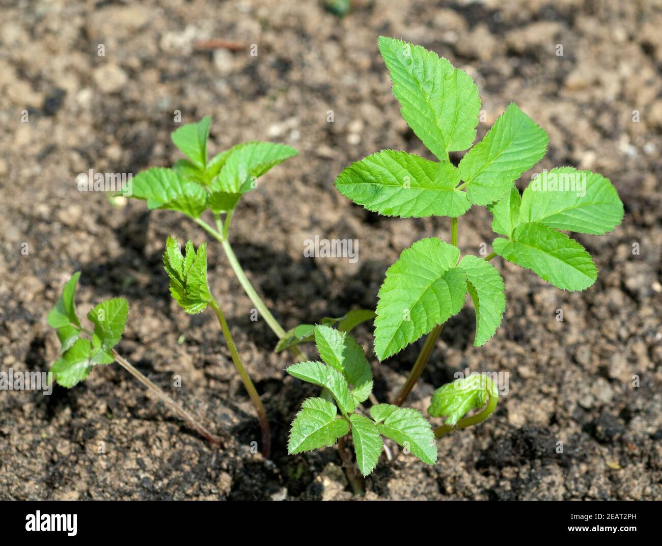 Giersch Aegopodium Podagraria Keimling, Sproessling Stock Photo - Alamy