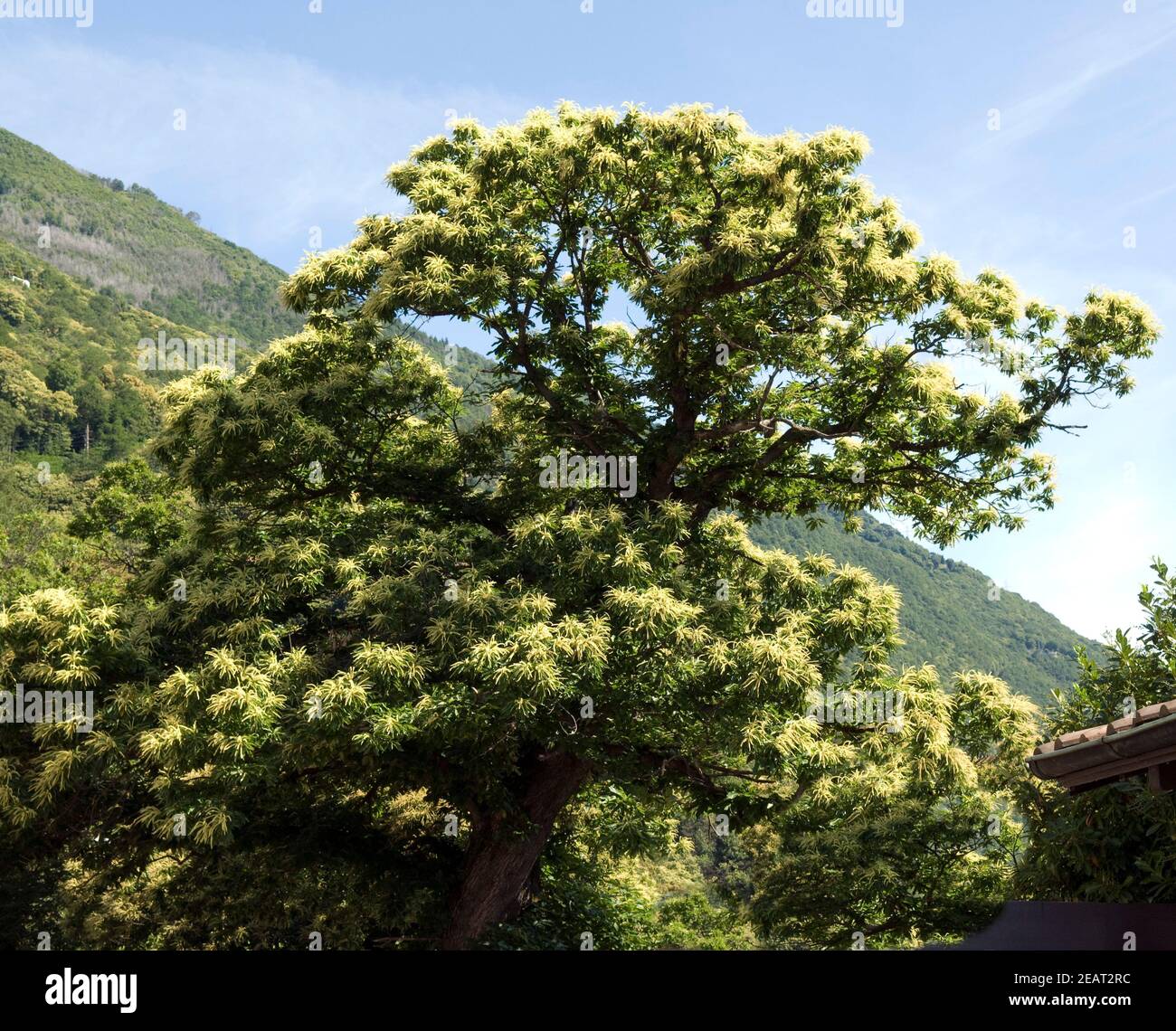 Edelkastanie, Castanea sativa Stock Photo - Alamy