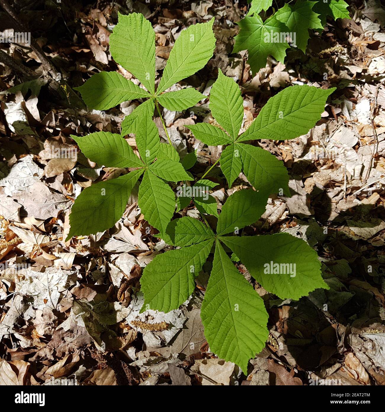 Buckeye sapling hi-res stock photography and images - Alamy