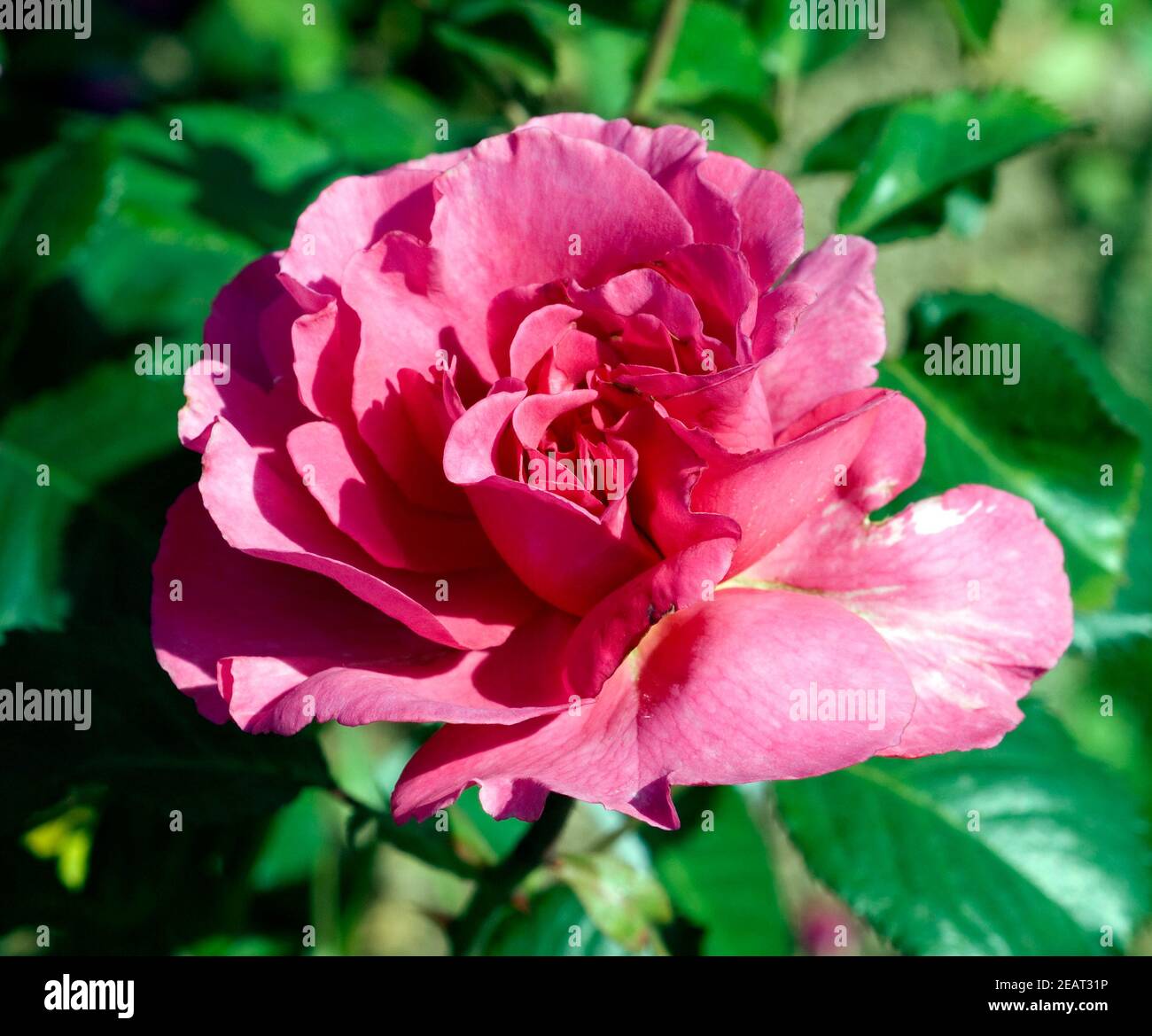 Alexandra Rose High Resolution Stock Photography and Images - Alamy